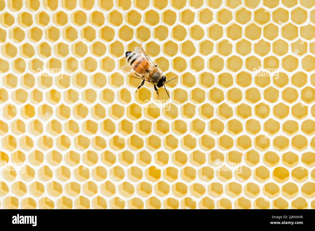 Apis mellifera honeycomb hive beehive hi-res stock photography and ...