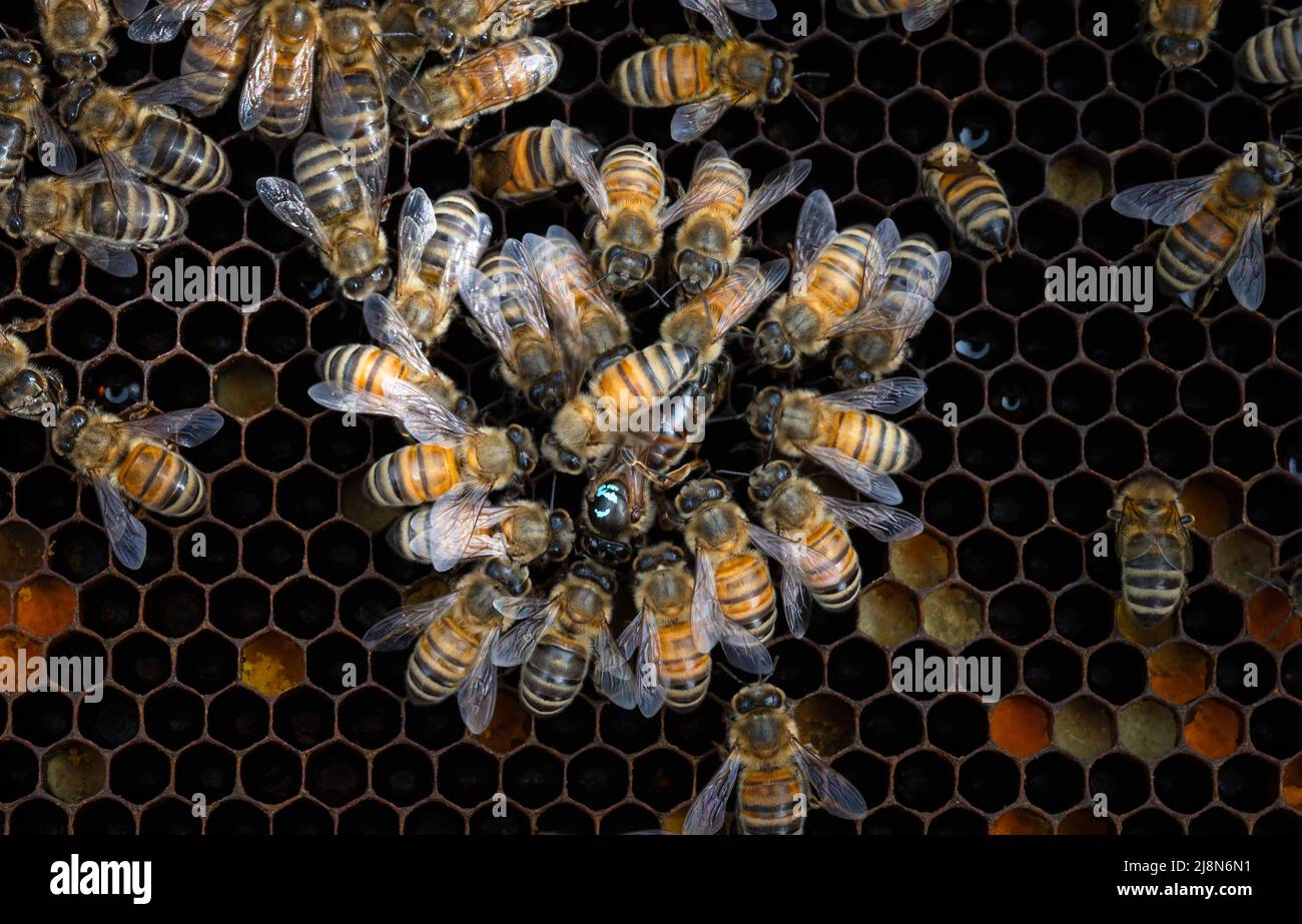 Queen Honey Bee Surrounded by her Attendants Stock Photo - Alamy