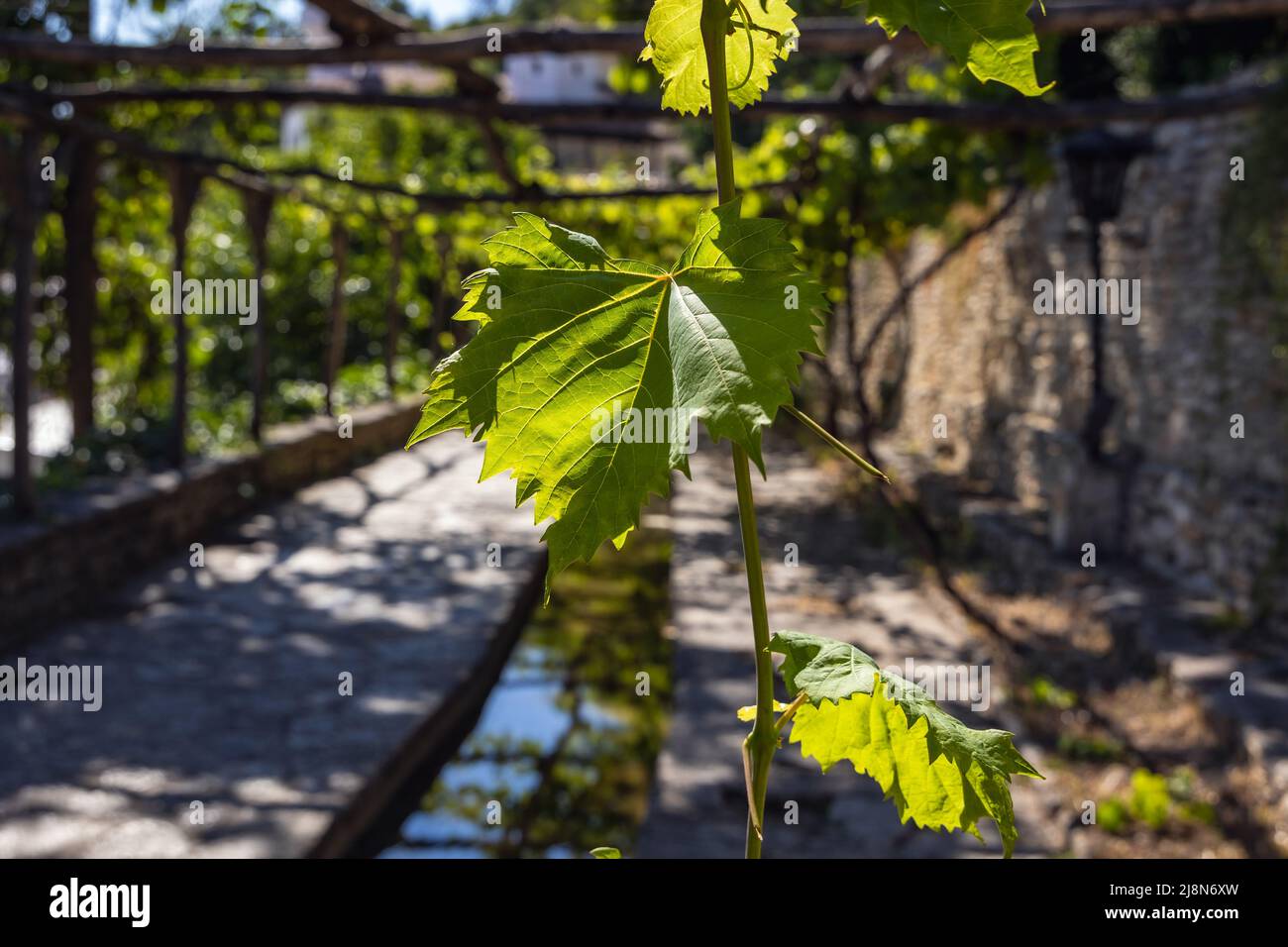 Grape Alley in The Palace architectural park and Botanical garden ...