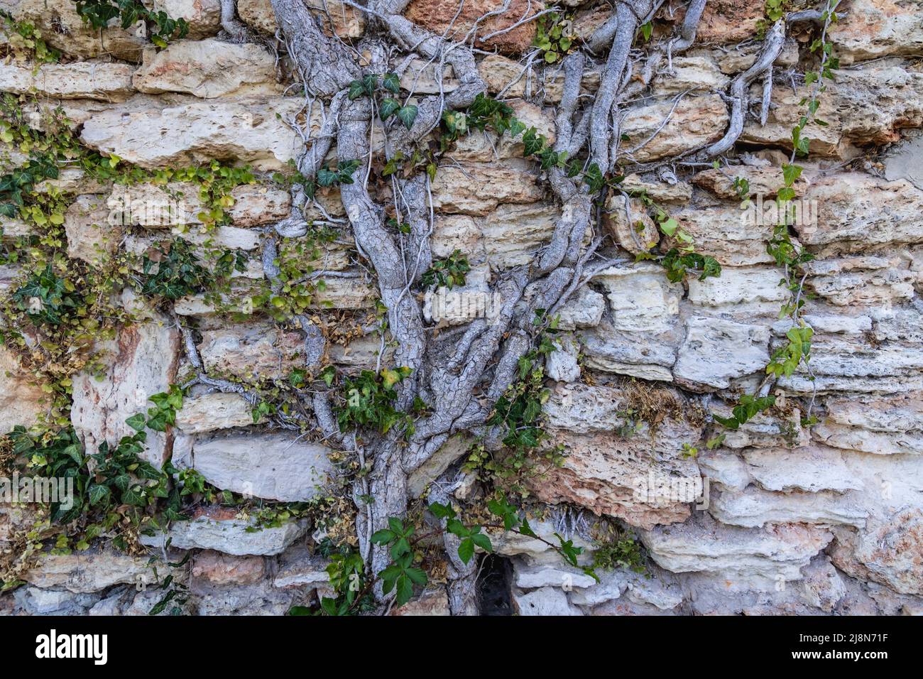 Roots in wall in Palace architectural park and Botanical garden complex ...