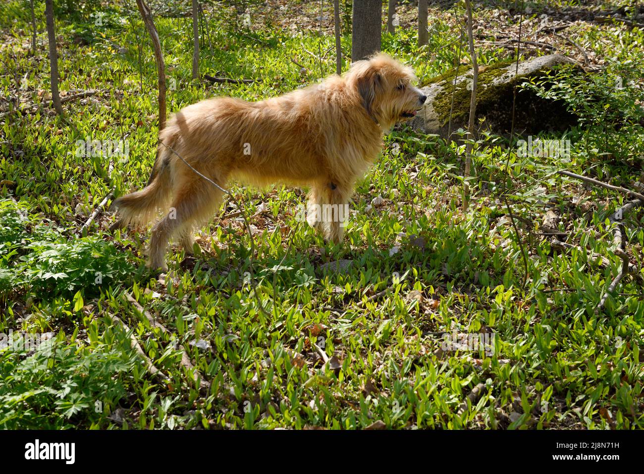 Pyredoodle hi-res stock photography and images - Alamy