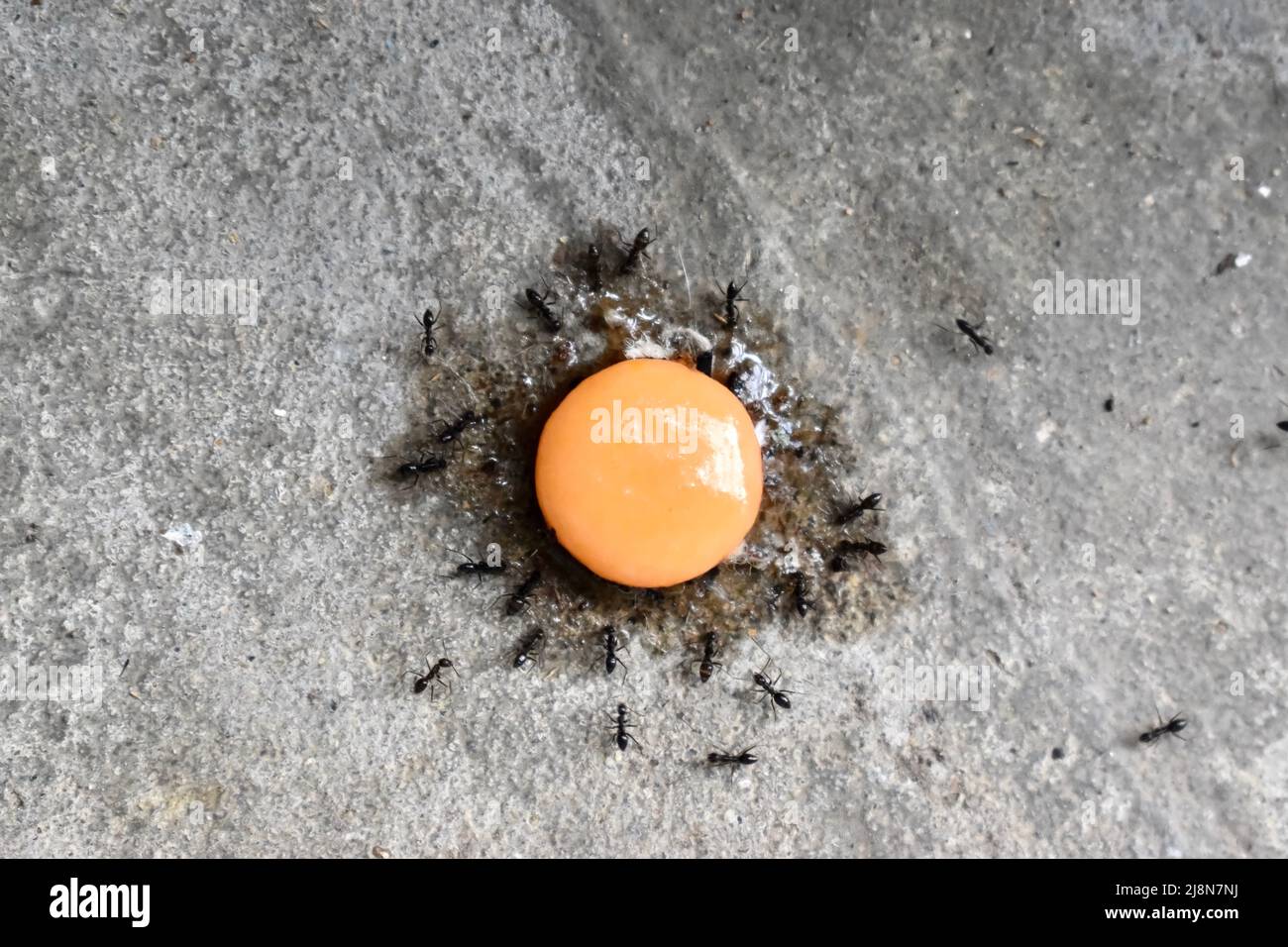 Asian eating insects hi-res stock photography and images - Alamy