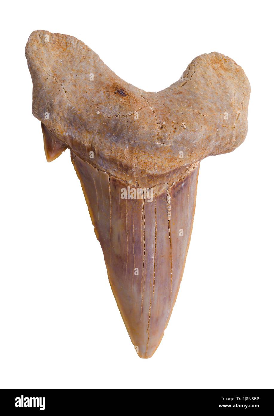 Fossil tooth shark Cut Out Stock Images & Pictures - Alamy