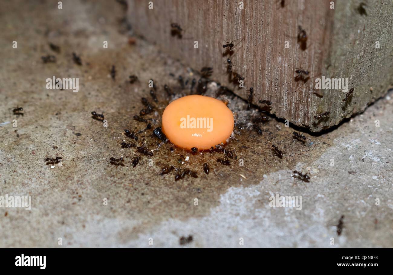 Small black ants eating sweet candy. Concept of teamwork Stock Photo ...