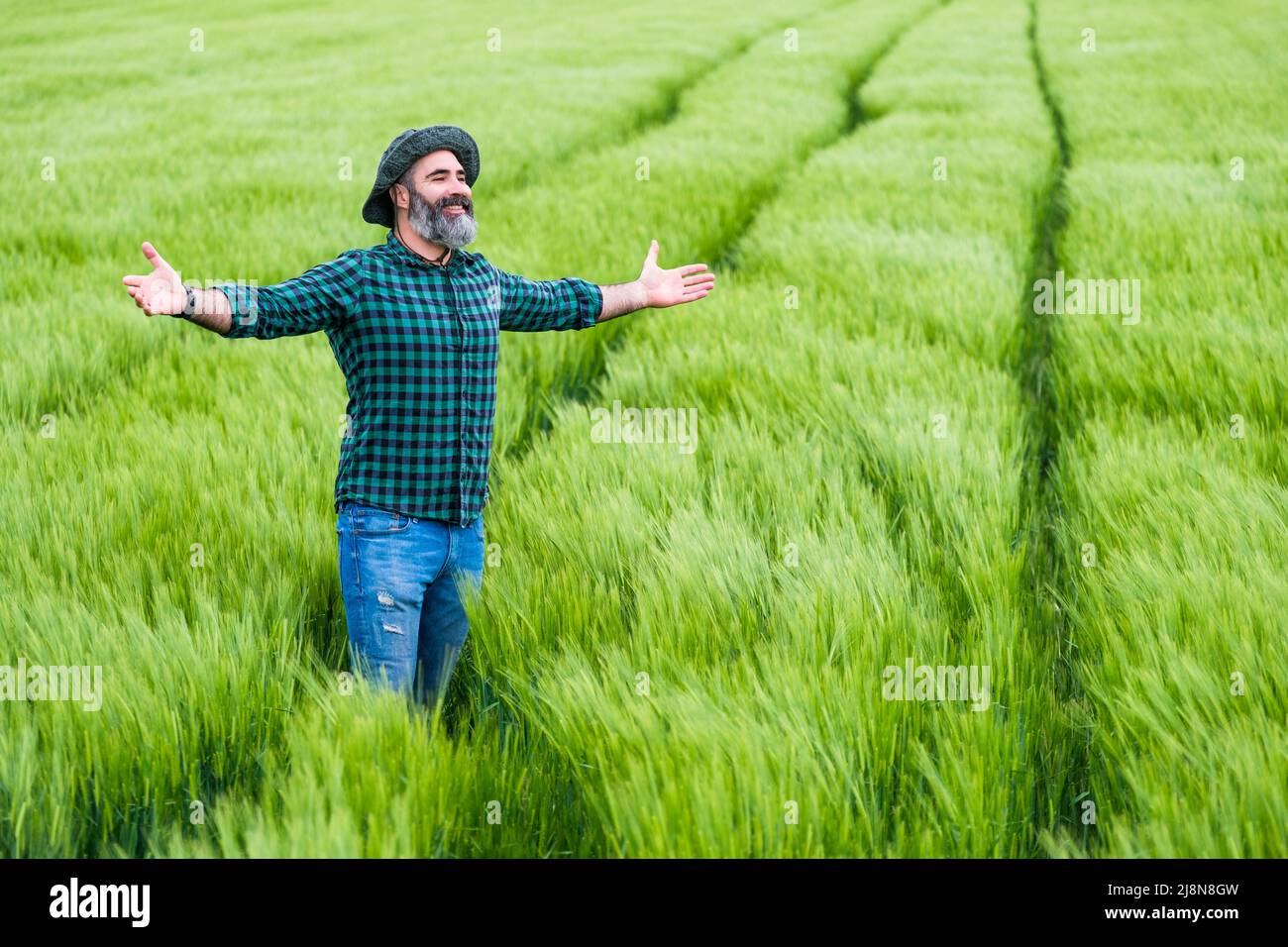 Happy farmer with arms outstretched standing in his growing wheat field ...