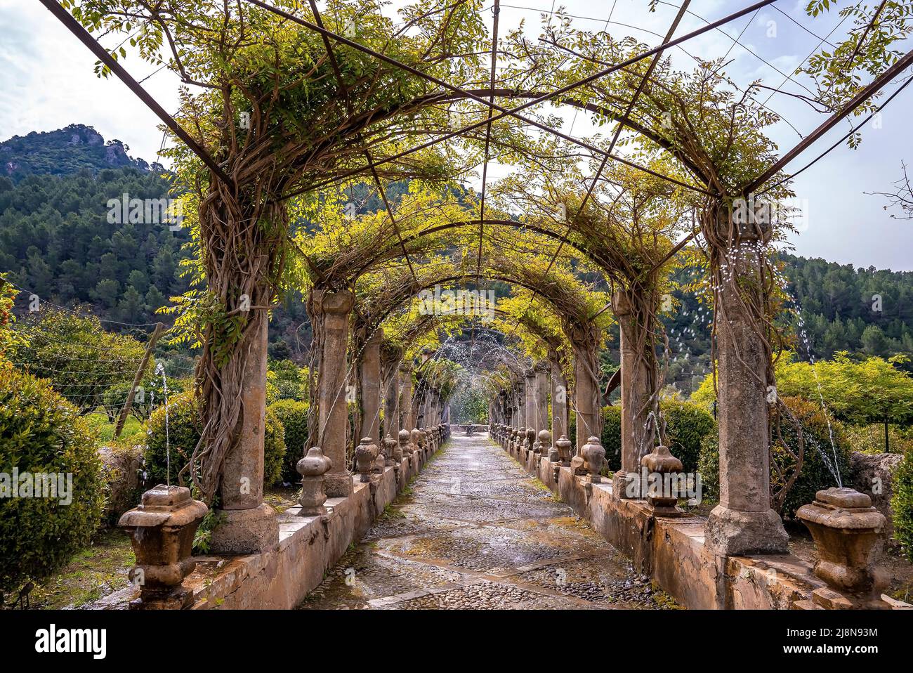 View of creepers covered pergola amidst trees at historic park during ...