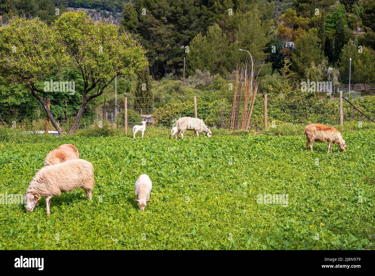 Grassland grazing fence hi-res stock photography and images - Alamy