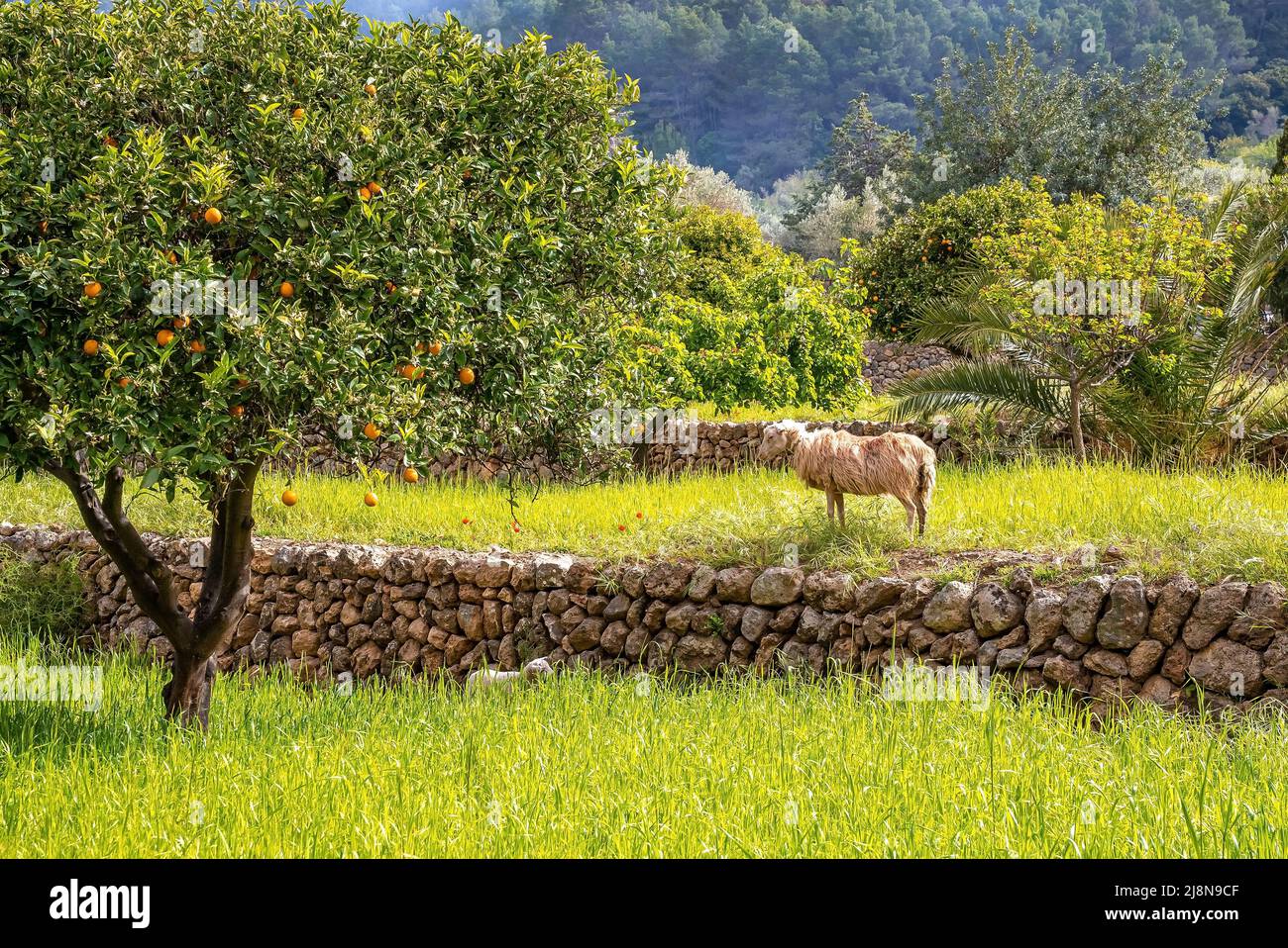 Sheep grazing by orange trees growing on grassy field in orchard ...