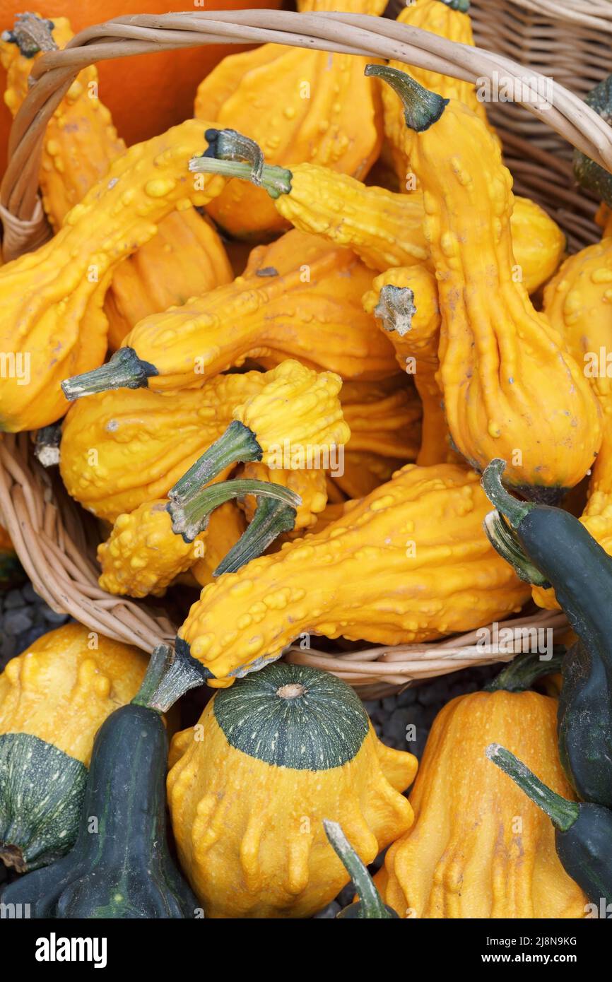 Gourds basket hi-res stock photography and images - Alamy