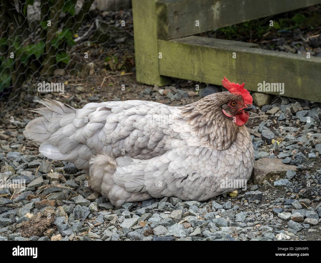 Beautiful silver grey chicken, outdoors Stock Photo - Alamy