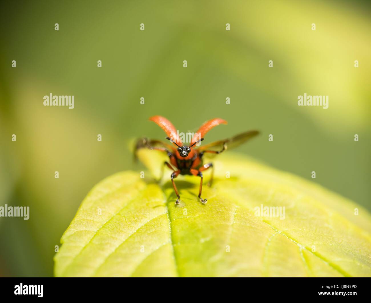 Red beetle hi-res stock photography and images - Alamy
