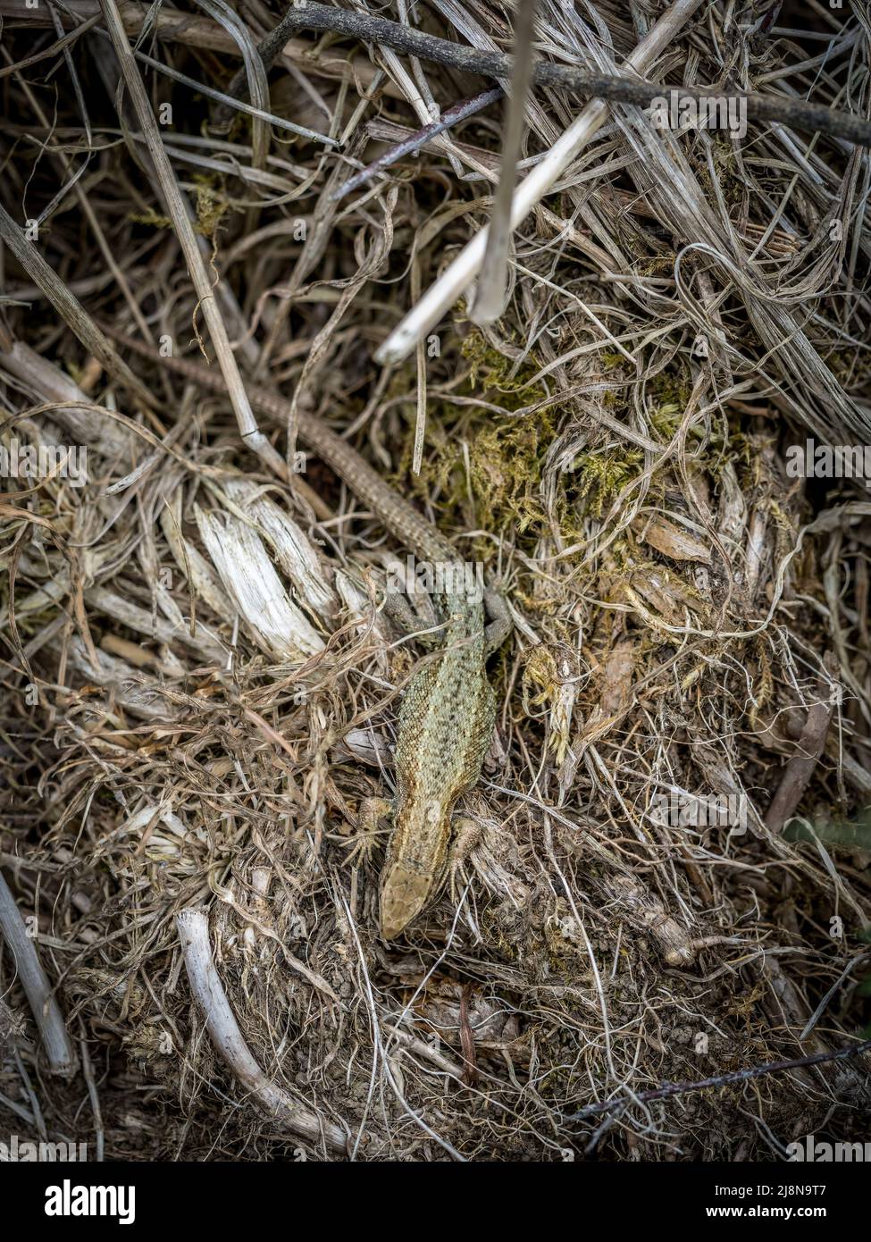 Common lizard aka Zootoca vivipara, Devon, UK Stock Photo - Alamy