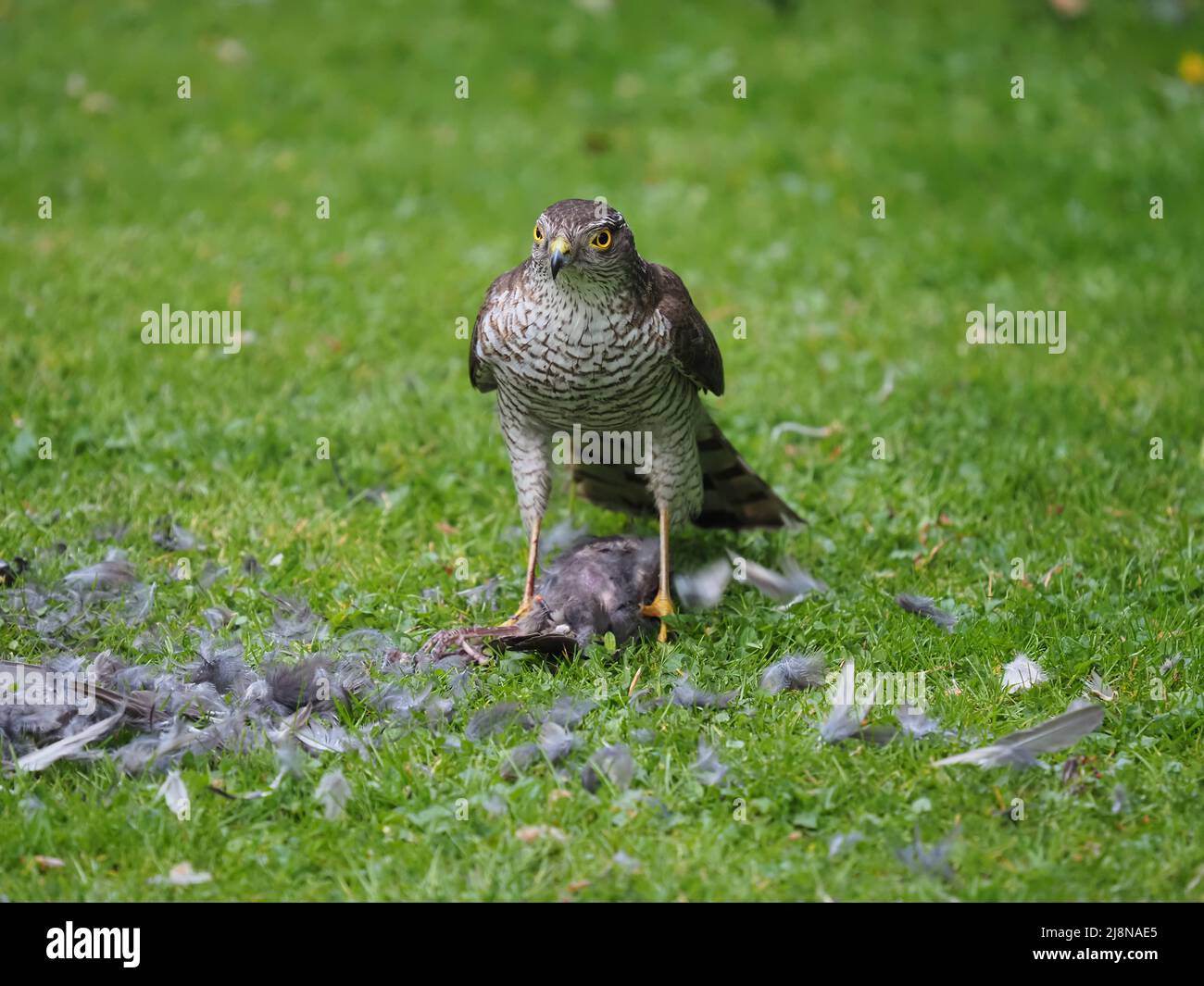 Sparrowhawk on a kill in my garden where it plucked the prey and ...
