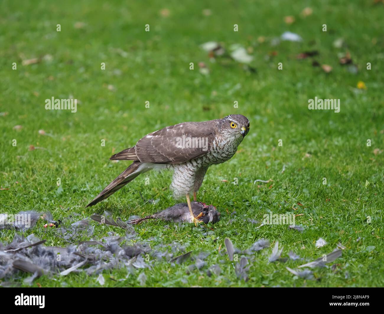 Sparrowhawk on a kill in my garden where it plucked the prey and ...