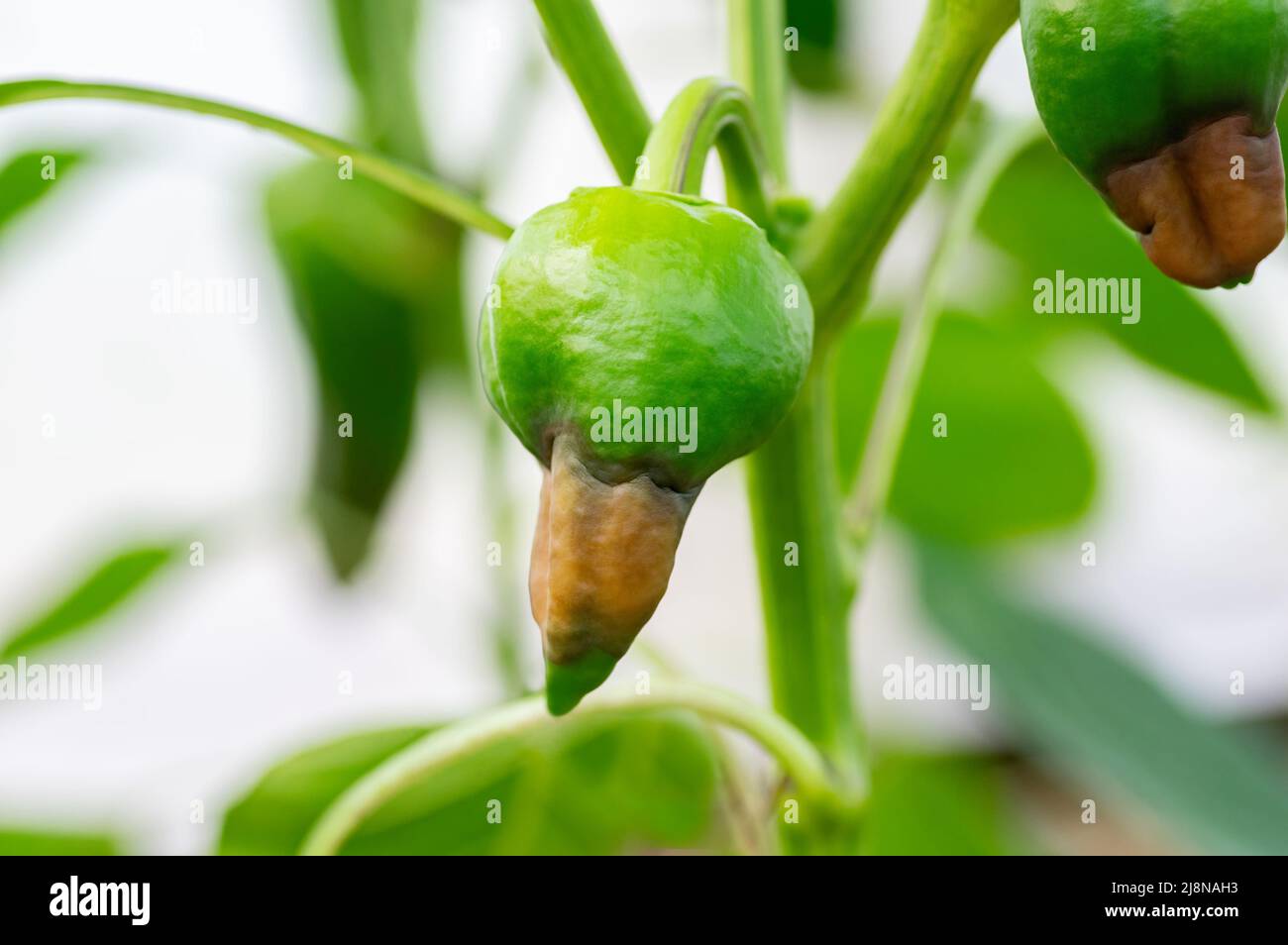 Bacterial rot hi-res stock photography and images - Alamy