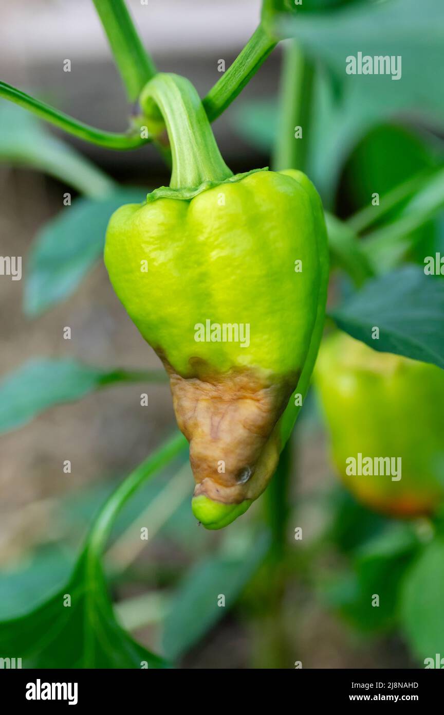 A close-up of ripe red bell pepper fruit damaged by rot, symptom of ...