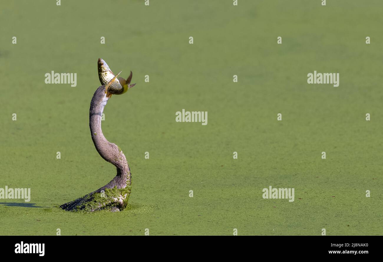 Snake catching bird hi-res stock photography and images - Alamy