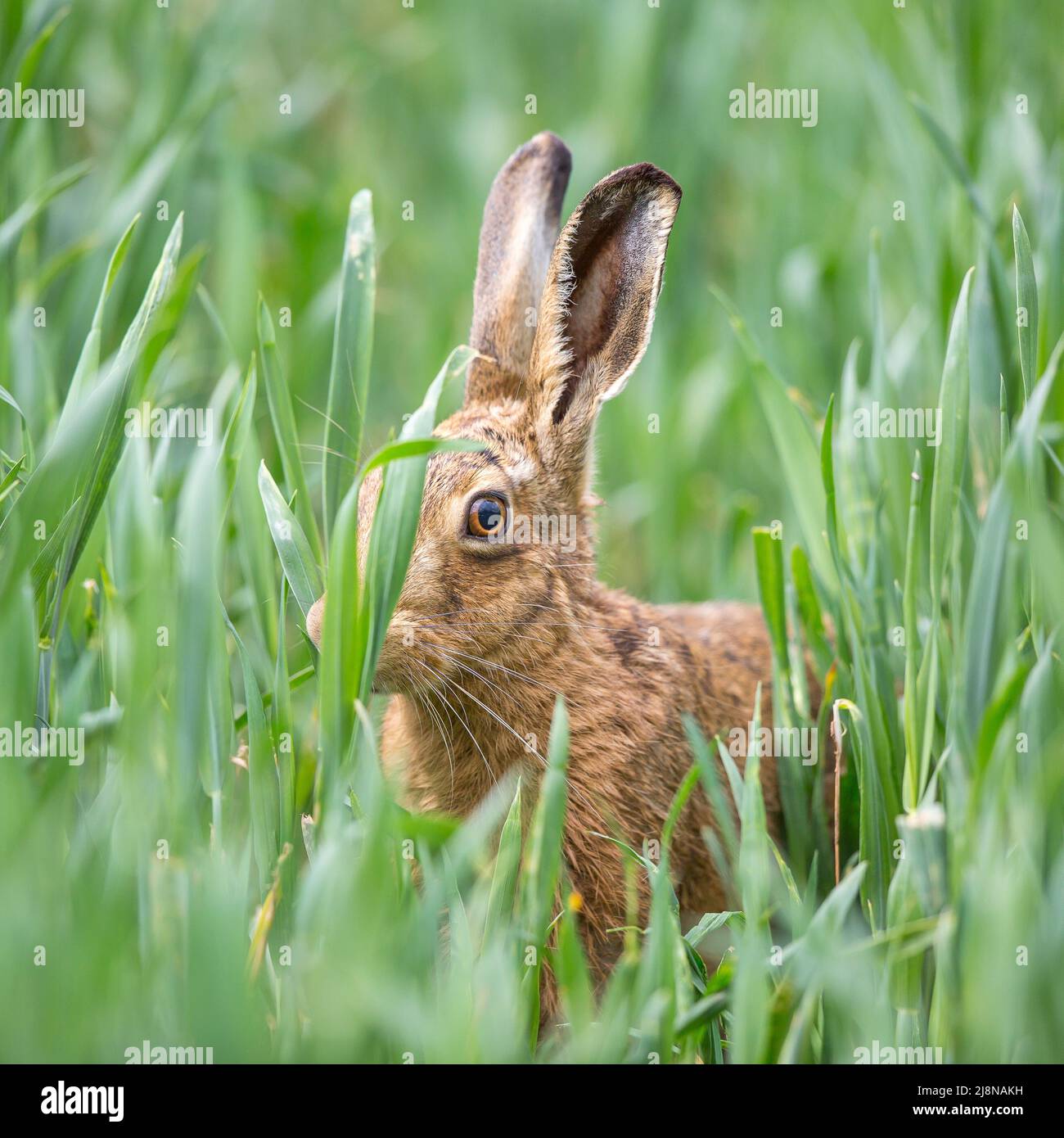 Uk hare hi-res stock photography and images - Alamy