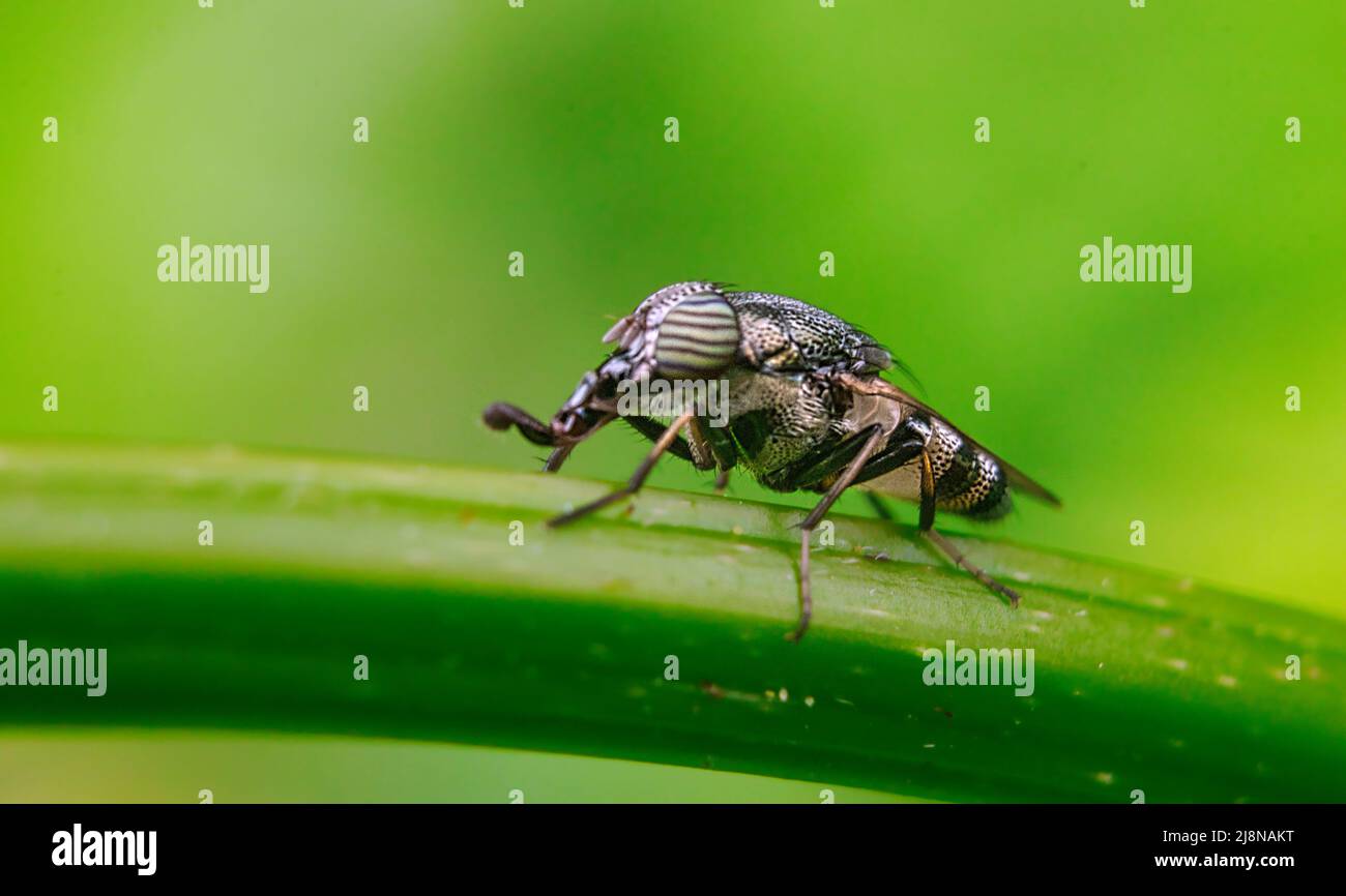 A fly sitting on a leaf Stock Photo - Alamy