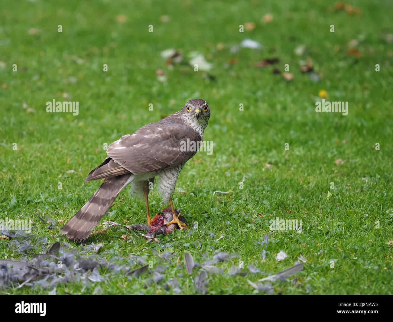 Sparrowhawk on a kill in my garden where it plucked the prey and ...
