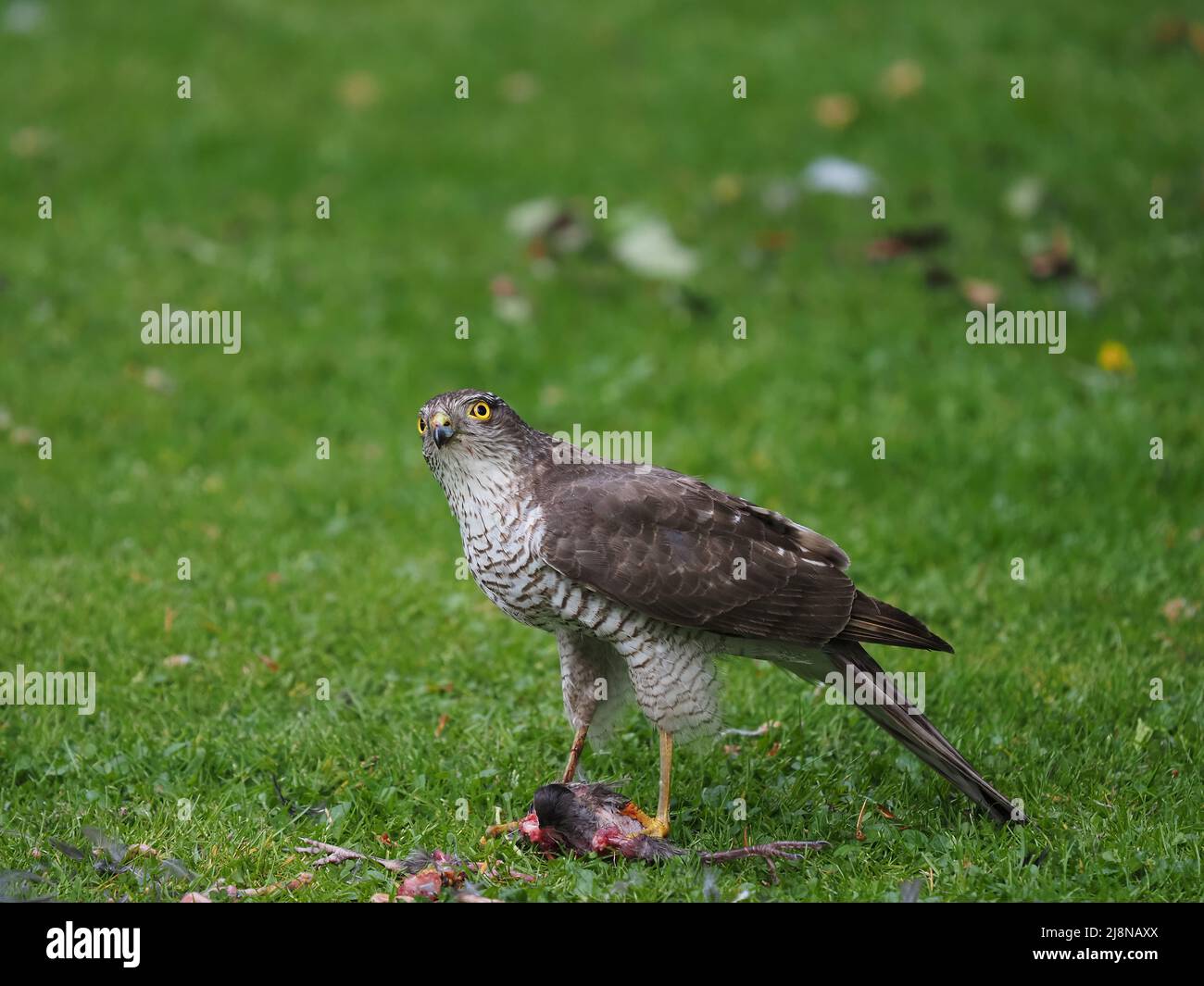 Sparrowhawk on a kill in my garden where it plucked the prey and ...