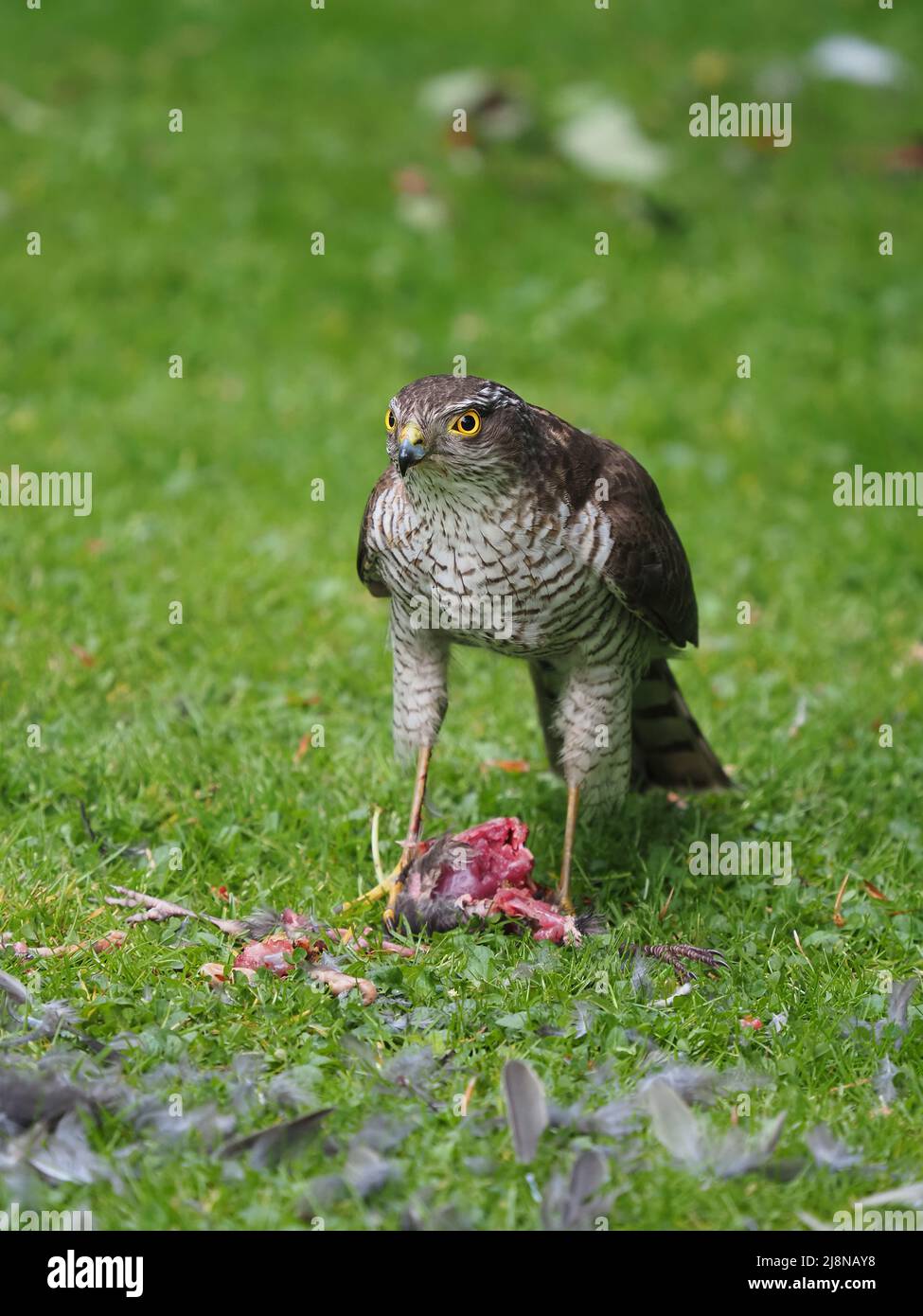 Sparrowhawk on a kill in my garden where it plucked the prey and ...
