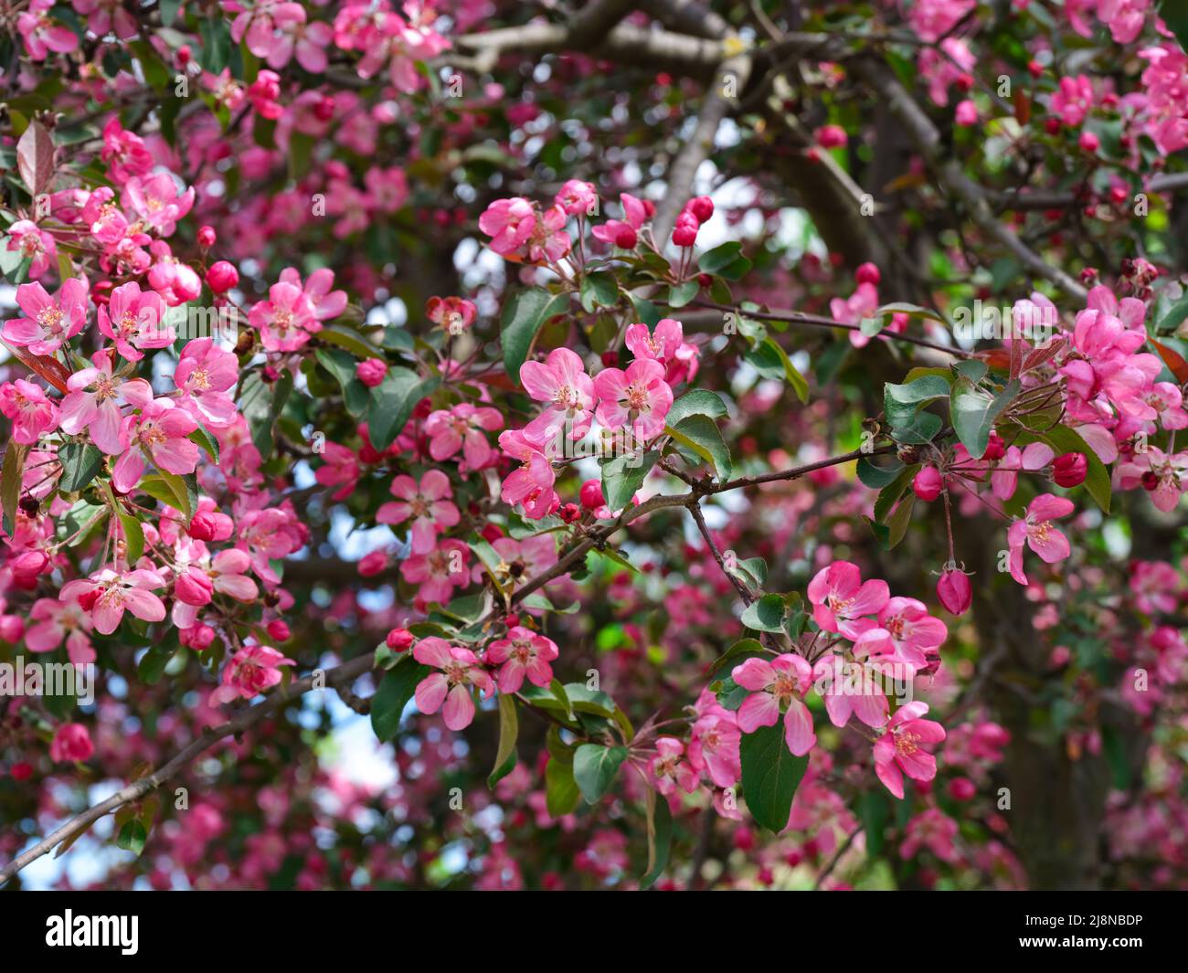 An apple tree in bloom with pink flowers. Spring time Stock Photo - Alamy