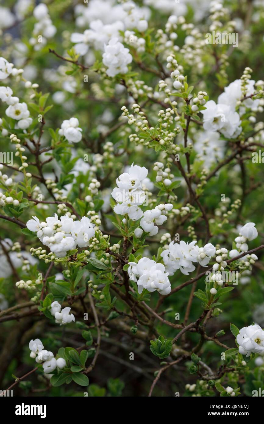 Exochorda x macrantha 'The Bride' flowers in Spring Stock Photo - Alamy
