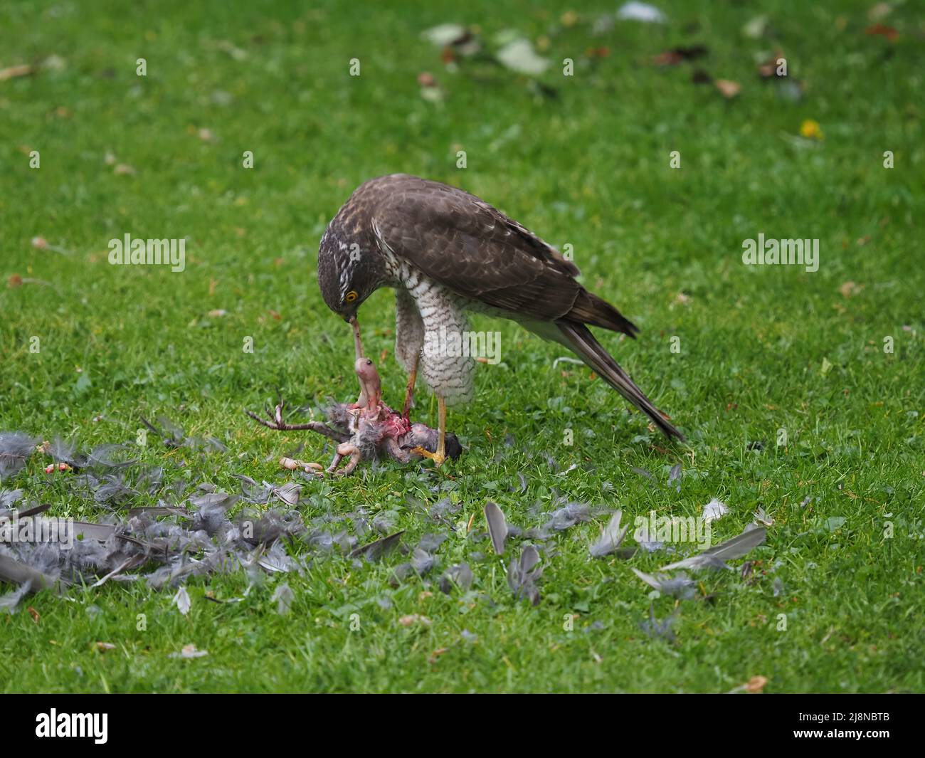 Sparrowhawk on a kill in my garden where it plucked the prey and ...