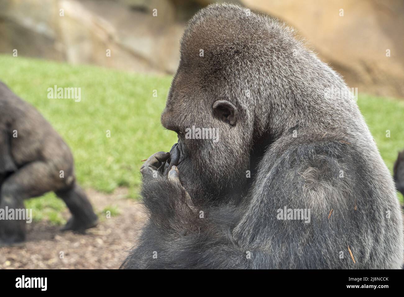 Silverback gorilla male ape monkey portrait close up face Stock Photo ...