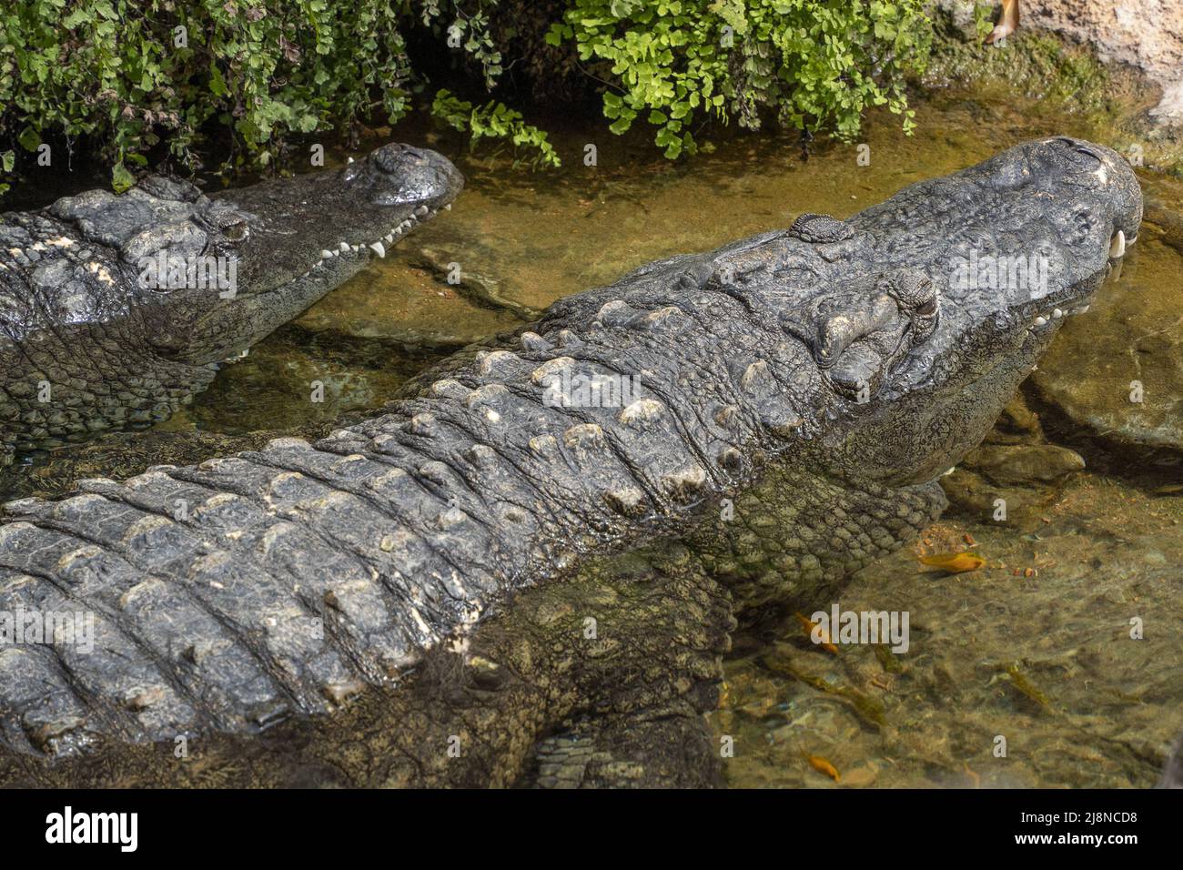 Australia crocodile underwater hi-res stock photography and images - Alamy