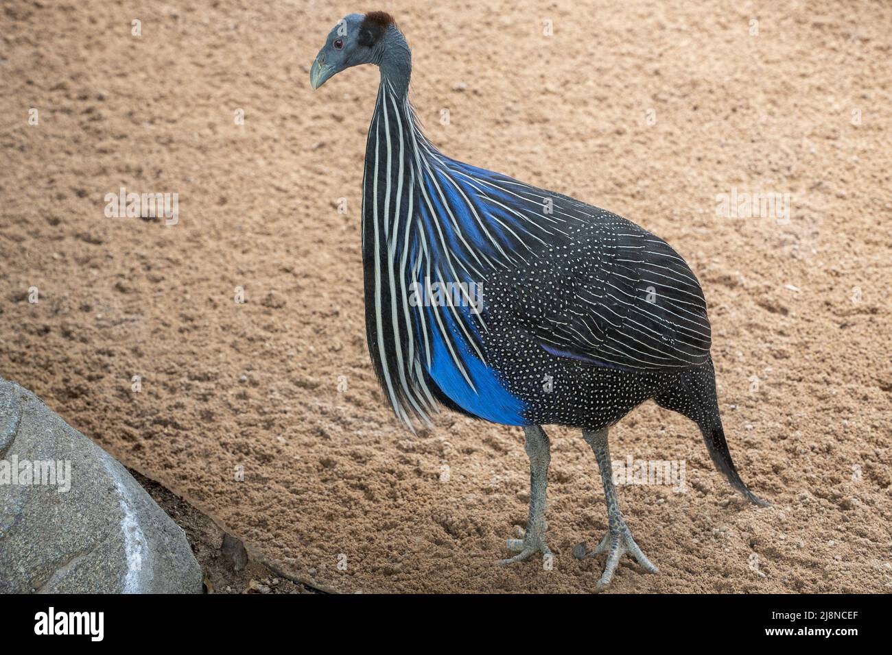 Colorful Faraona Vulturina blue and black bird from africa portrait ...