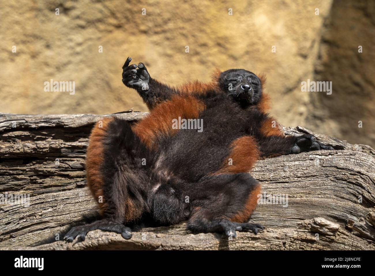 yoga position Cute Lemur monkey mammal close up portrait Stock Photo ...