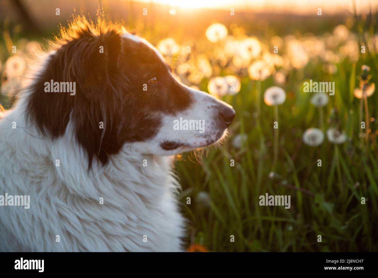 dog portrait in dandelion field at sunset Stock Photo - Alamy