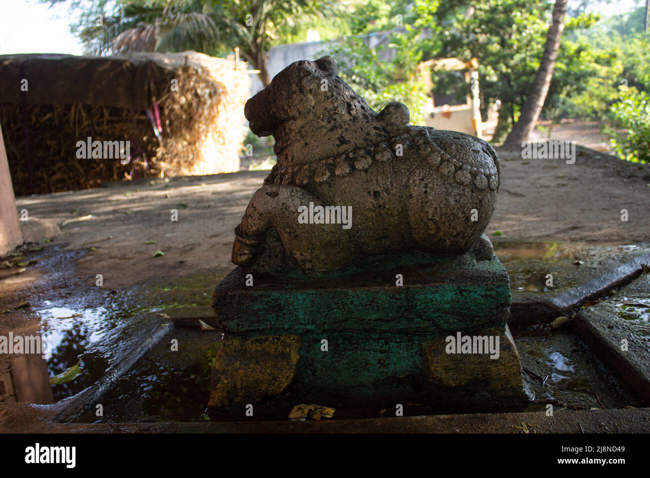 Temple under big tree, Stone carving bull Stock Photo - Alamy