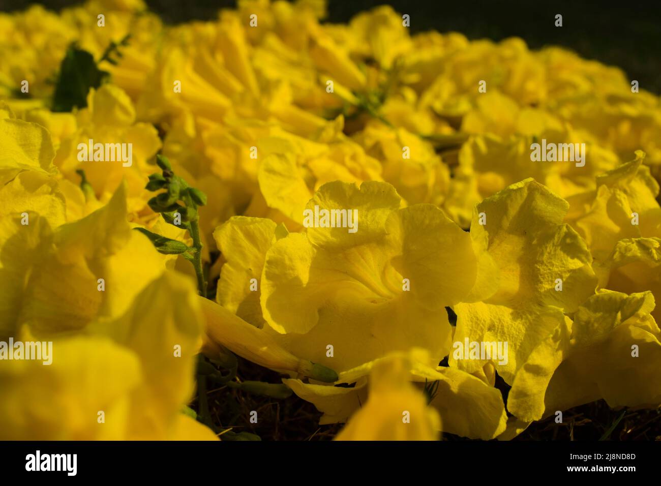 Bahamas National Flower