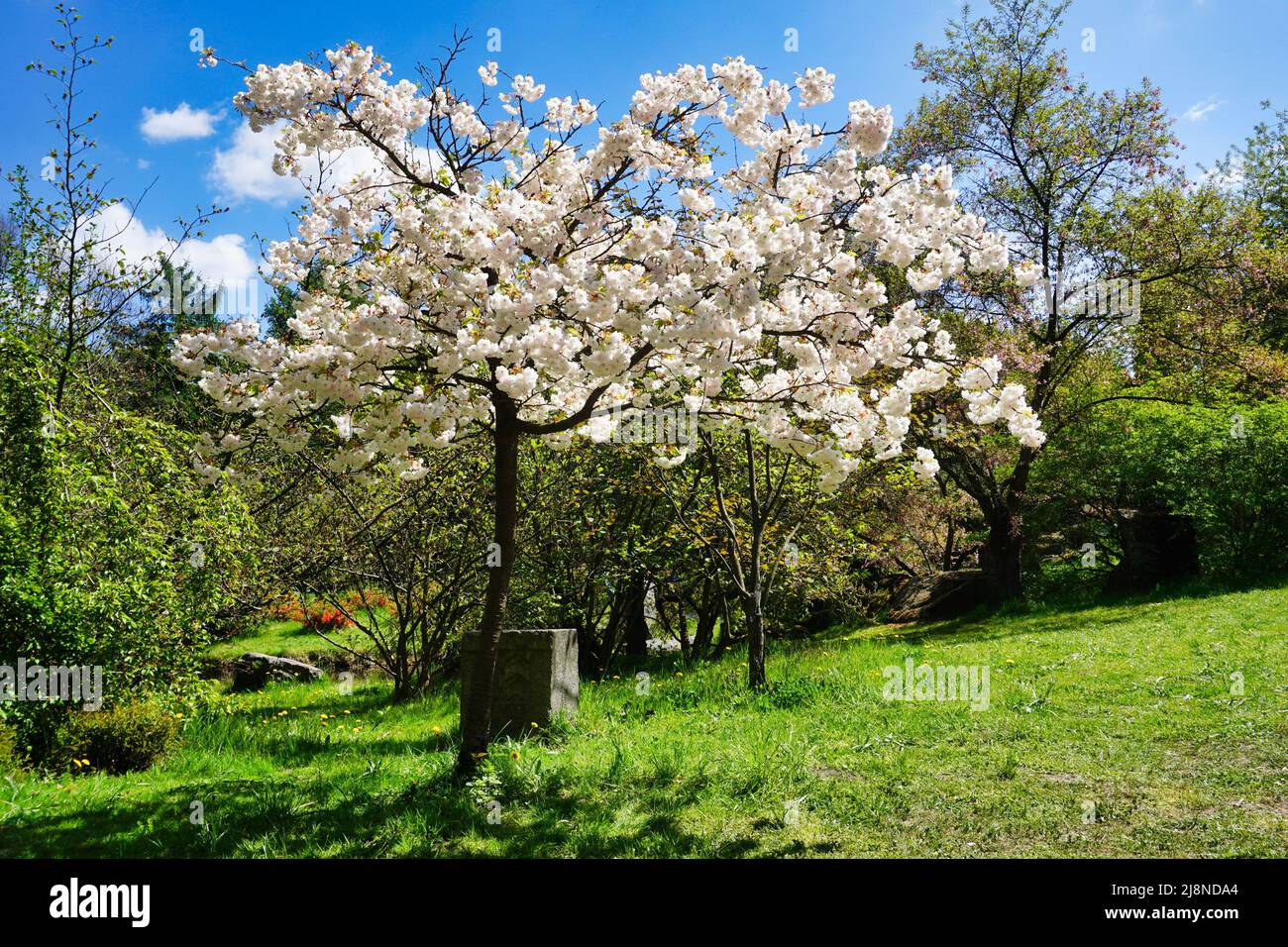 White blossom japanese cherry tree Stock Photo - Alamy