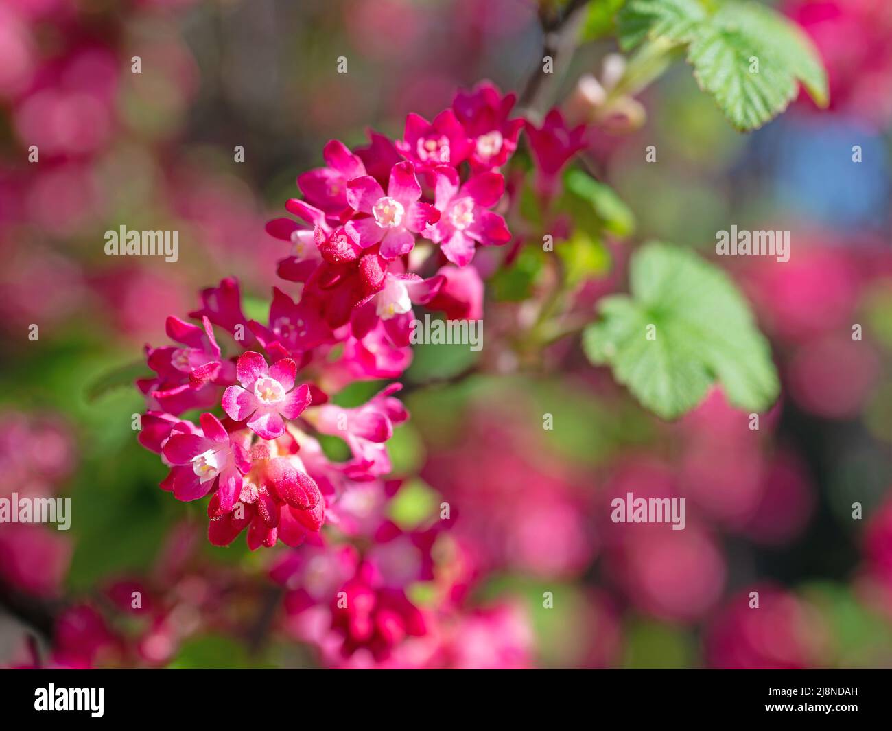 Flowering blood currant, Ribes sanguineum, in spring Stock Photo - Alamy