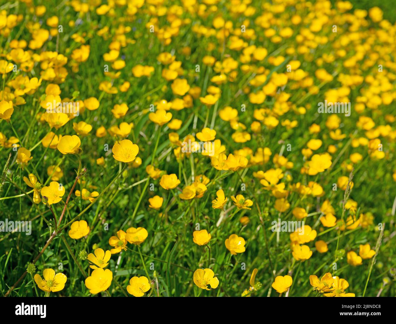 Sharp buttercups hi-res stock photography and images - Alamy