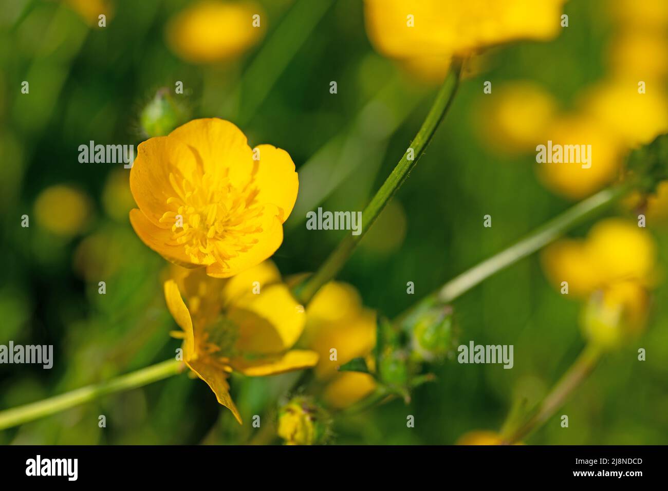 Sharp buttercups hi-res stock photography and images - Alamy