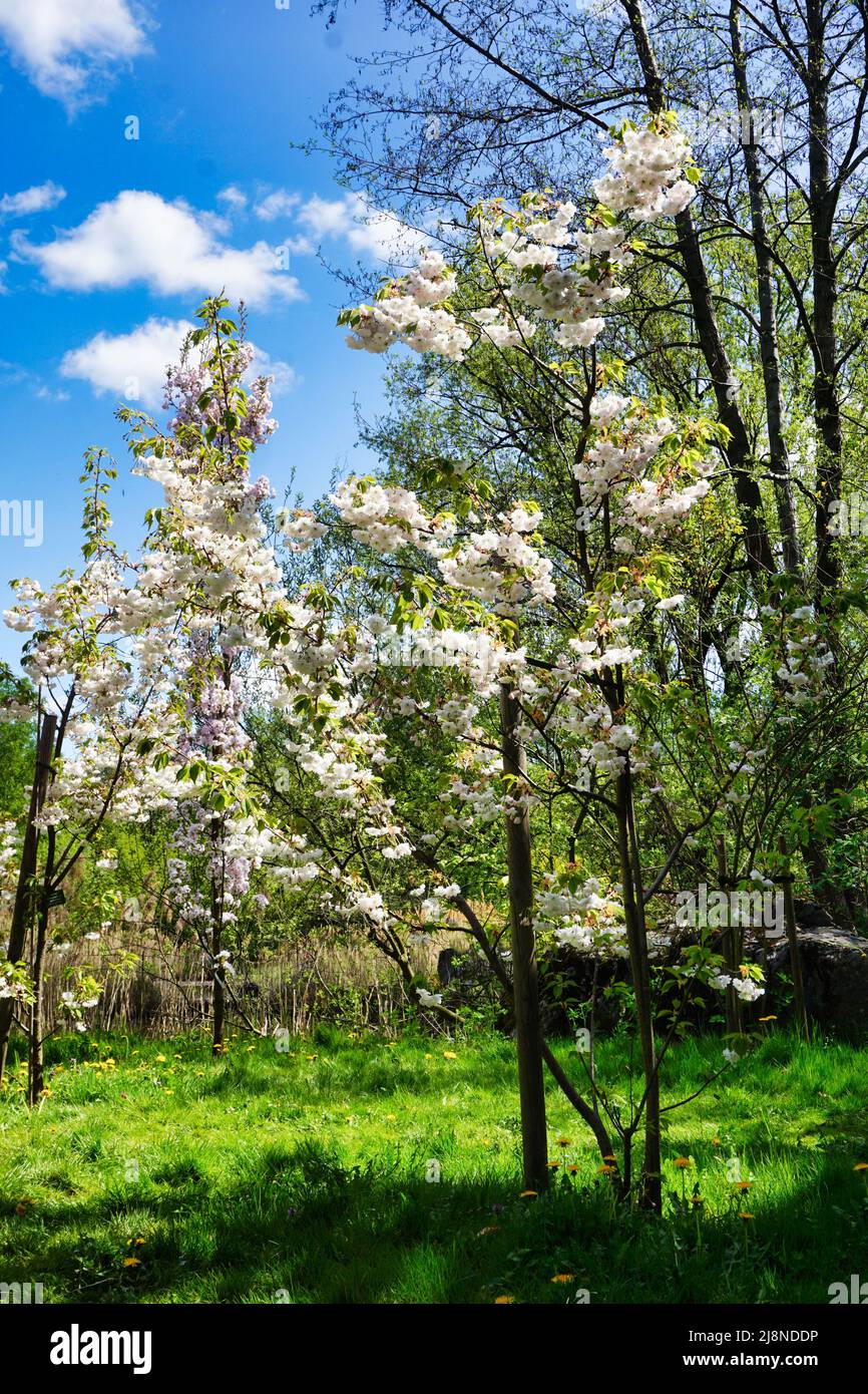 White blossom japanese cherry tree Stock Photo - Alamy