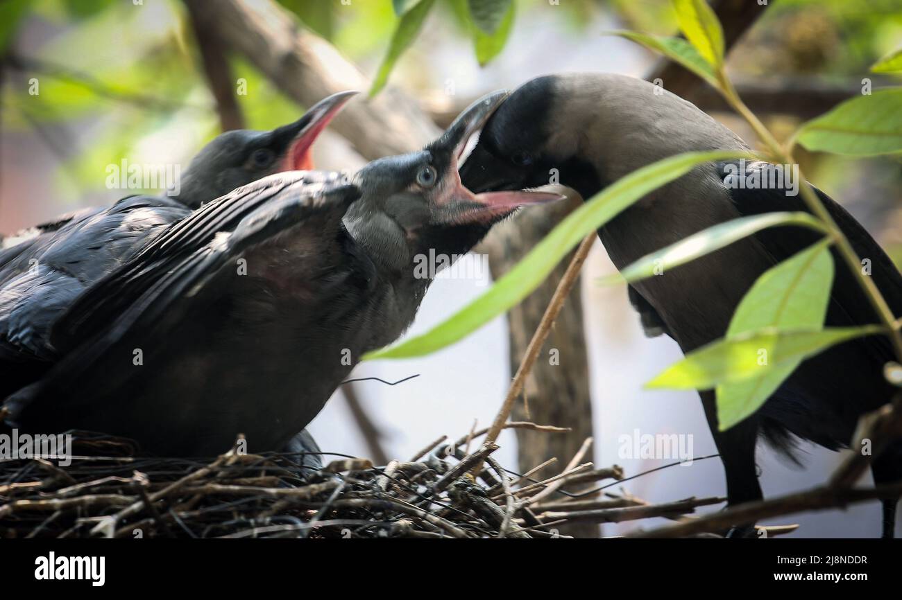 Kathmandu, Bagmati, Nepal. 17th May, 2022. A crow feeds its baby crows ...