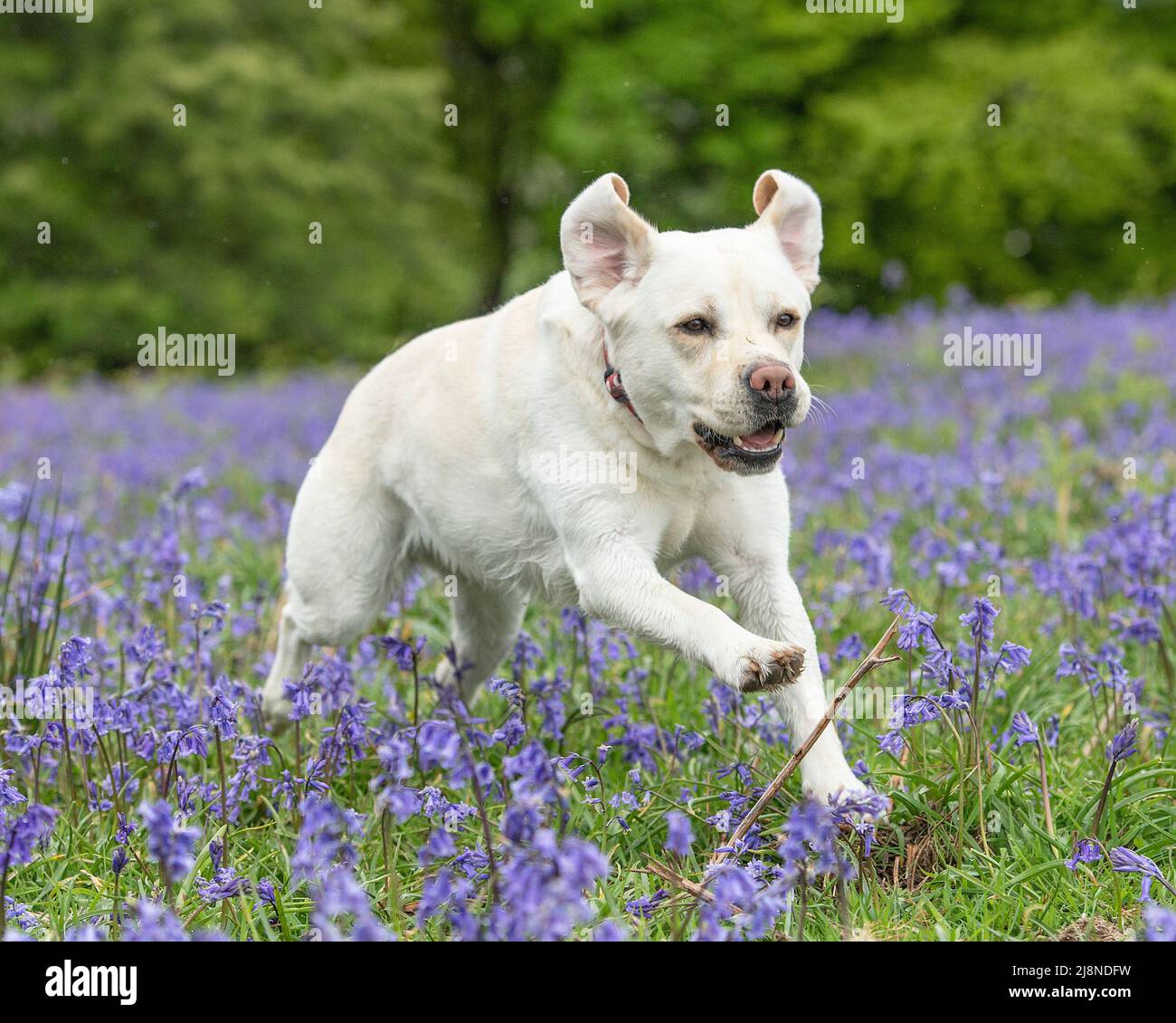 Yellow Labrador Retriever dog running towards camera Stock Photo - Alamy