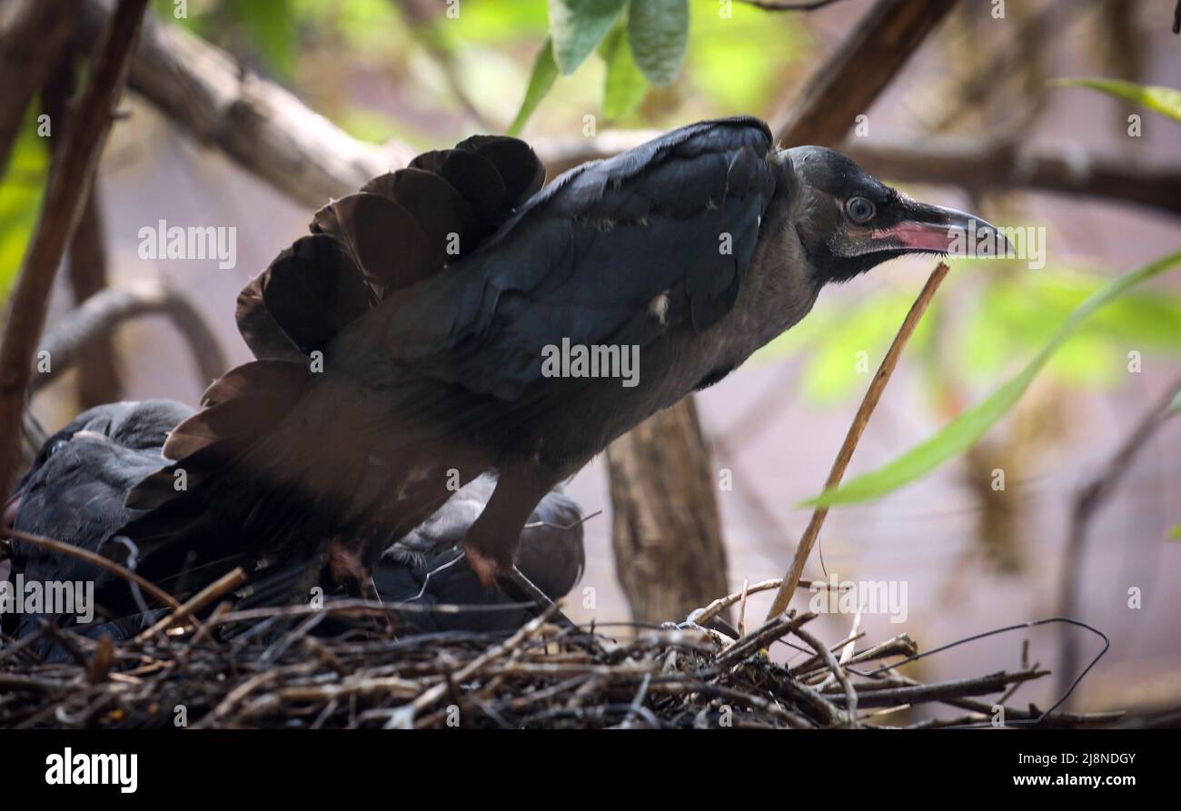 Kathmandu, Bagmati, Nepal. 17th May, 2022. A baby crow attempts to take ...