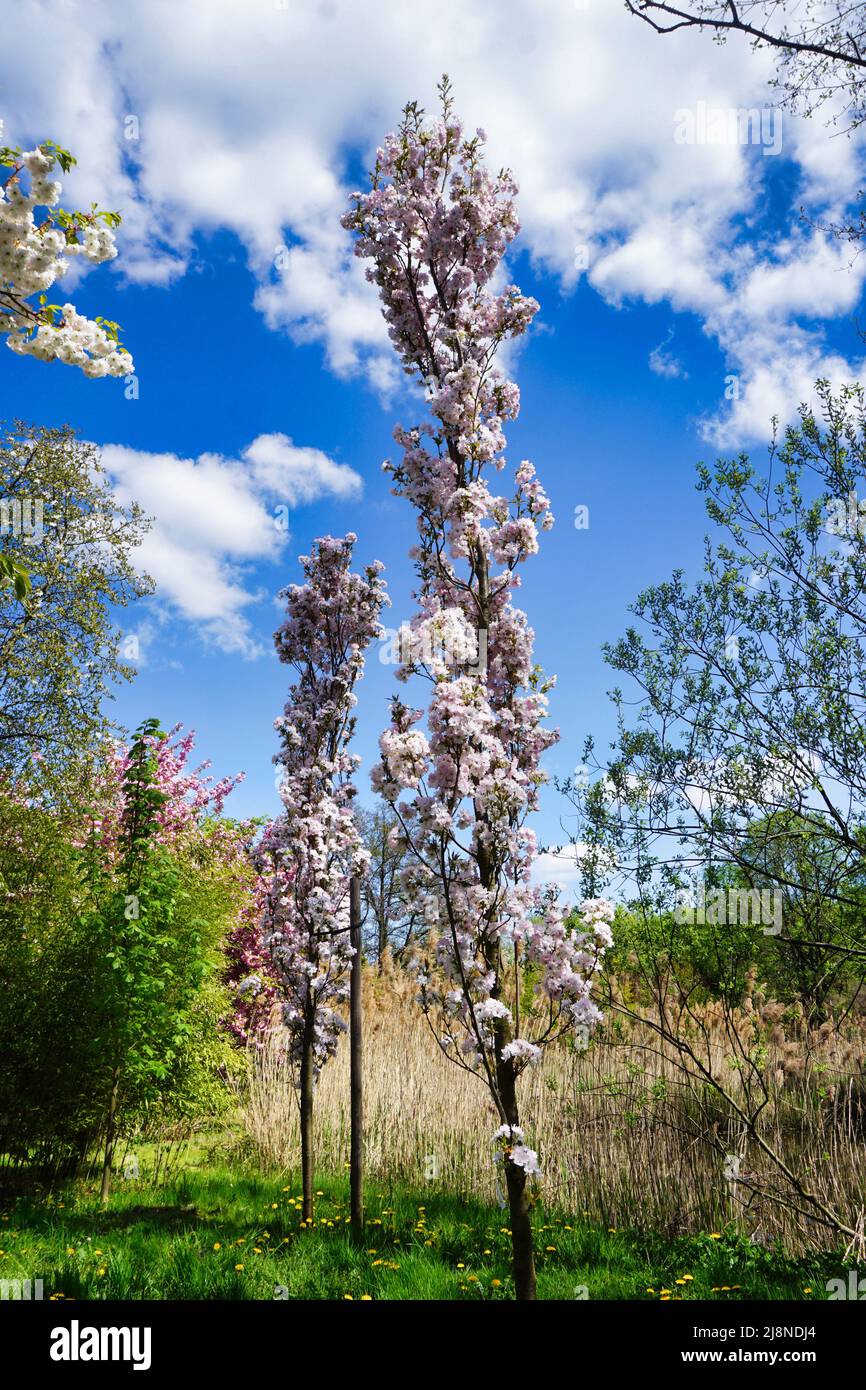 White blossom japanese cherry tree Stock Photo - Alamy