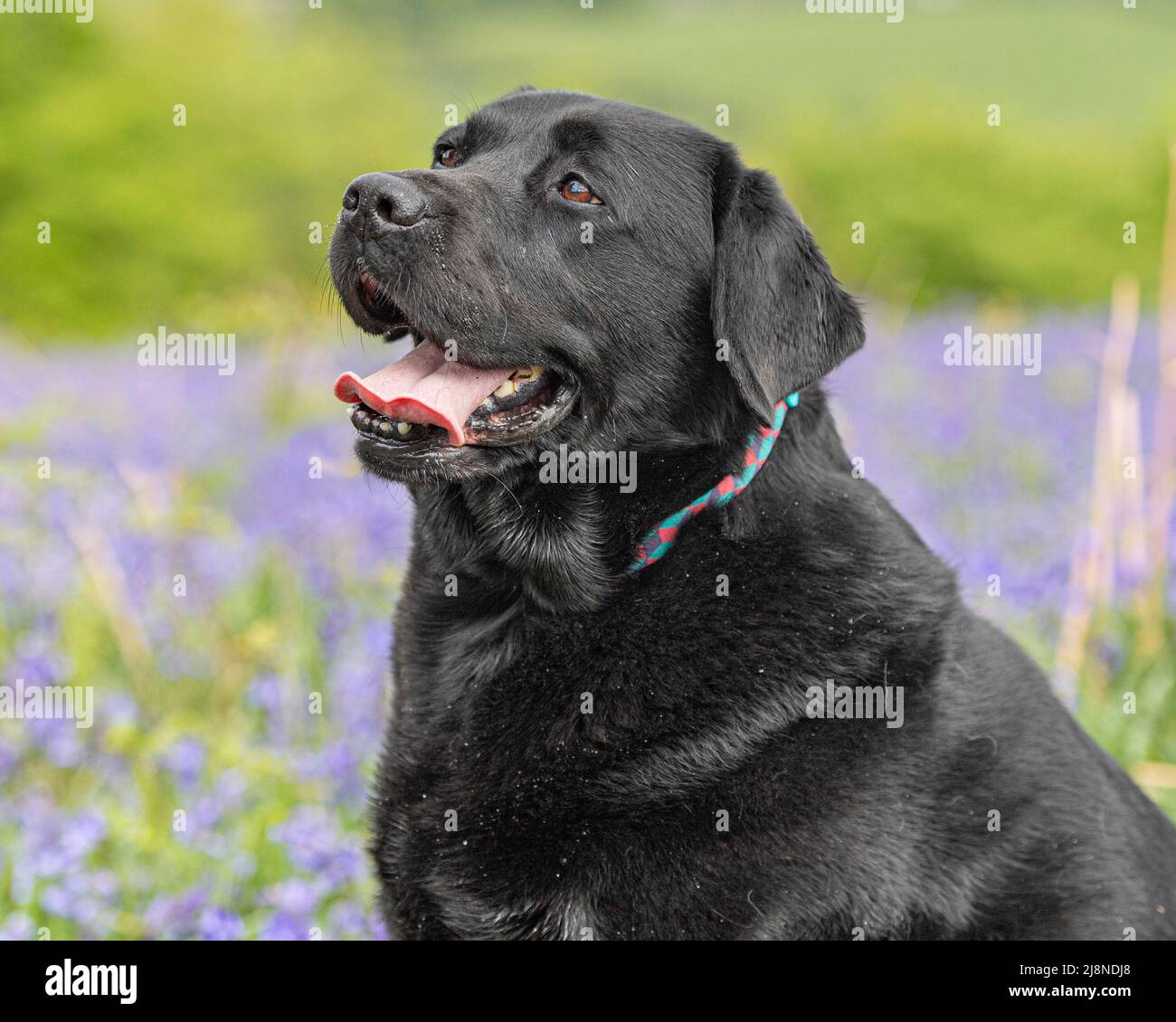 Black Labrador Retriever dog sat in flower meadow Stock Photo - Alamy
