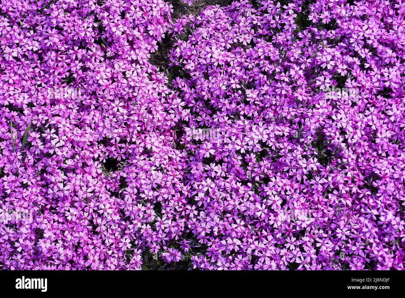 Many tiny violet verbena flowers Stock Photo - Alamy