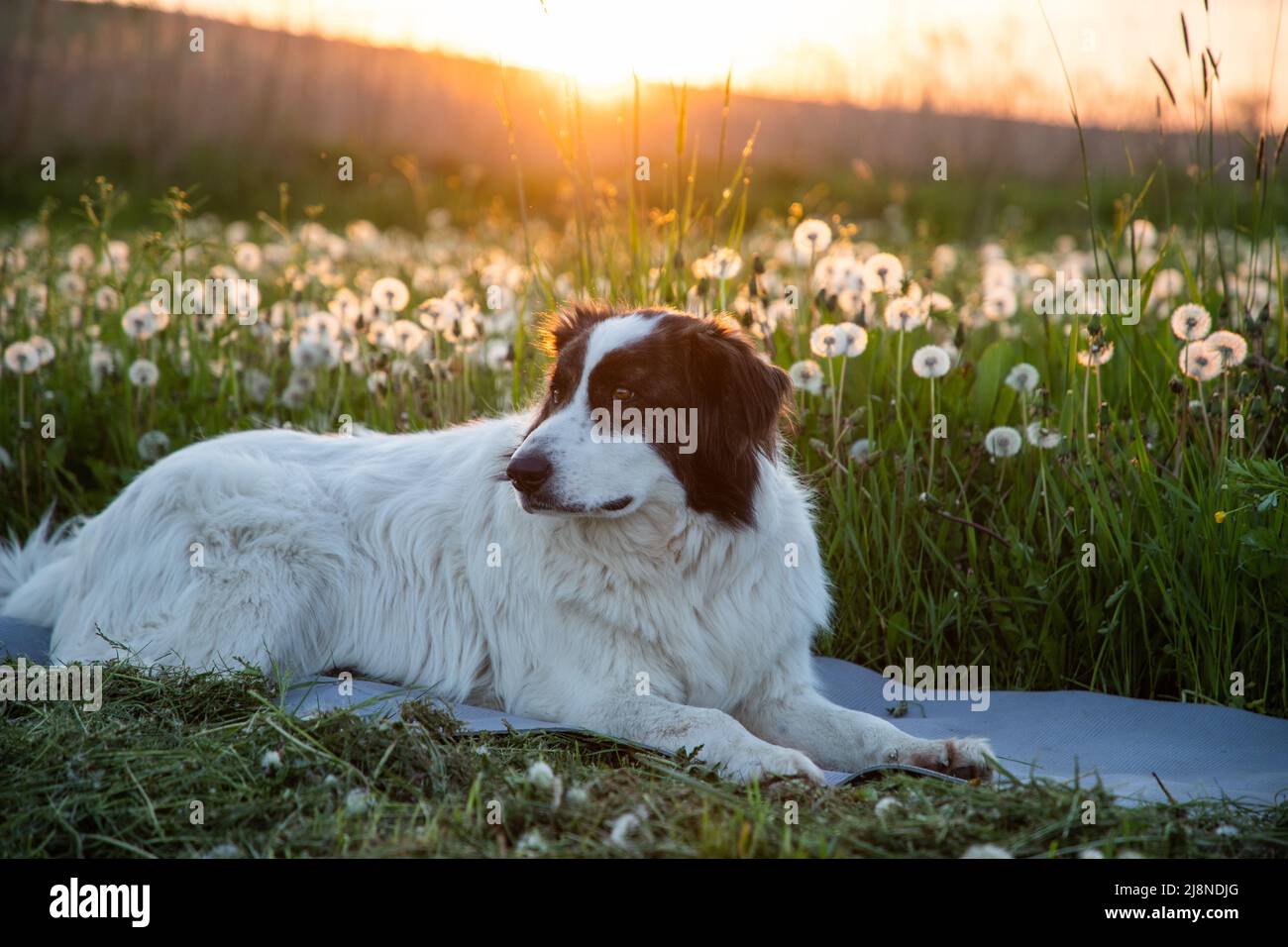 Dandelion field at sunset hi-res stock photography and images - Alamy