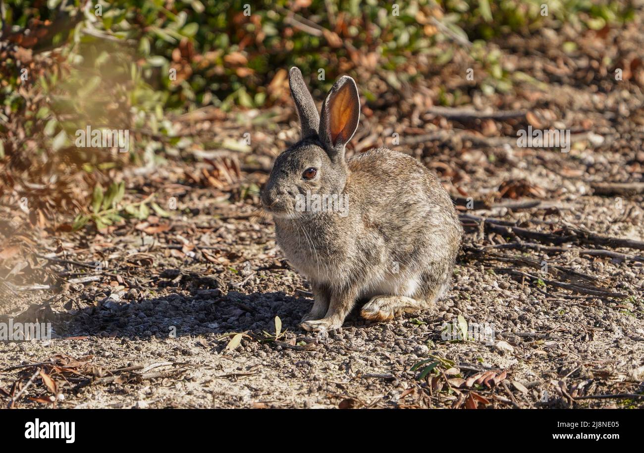 European wild rabbits hi-res stock photography and images - Alamy