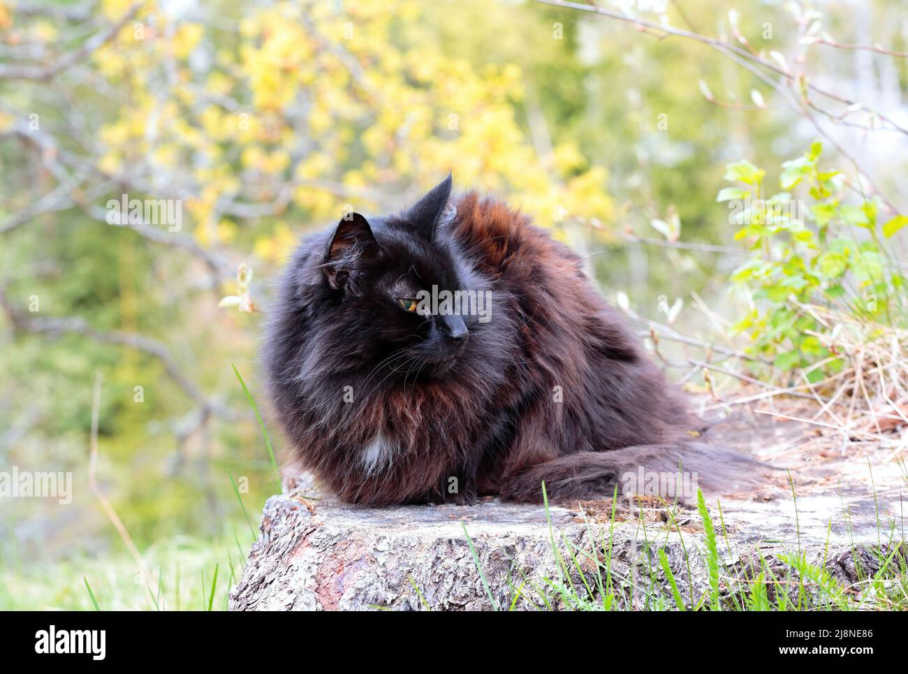 Black norwegian forest cat on a stump Stock Photo - Alamy